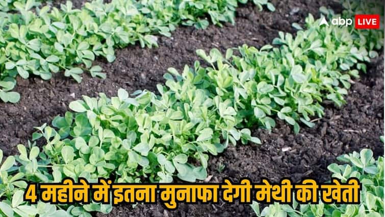 Fenugreek crop will make you rich, know the easy methods of farming ...
